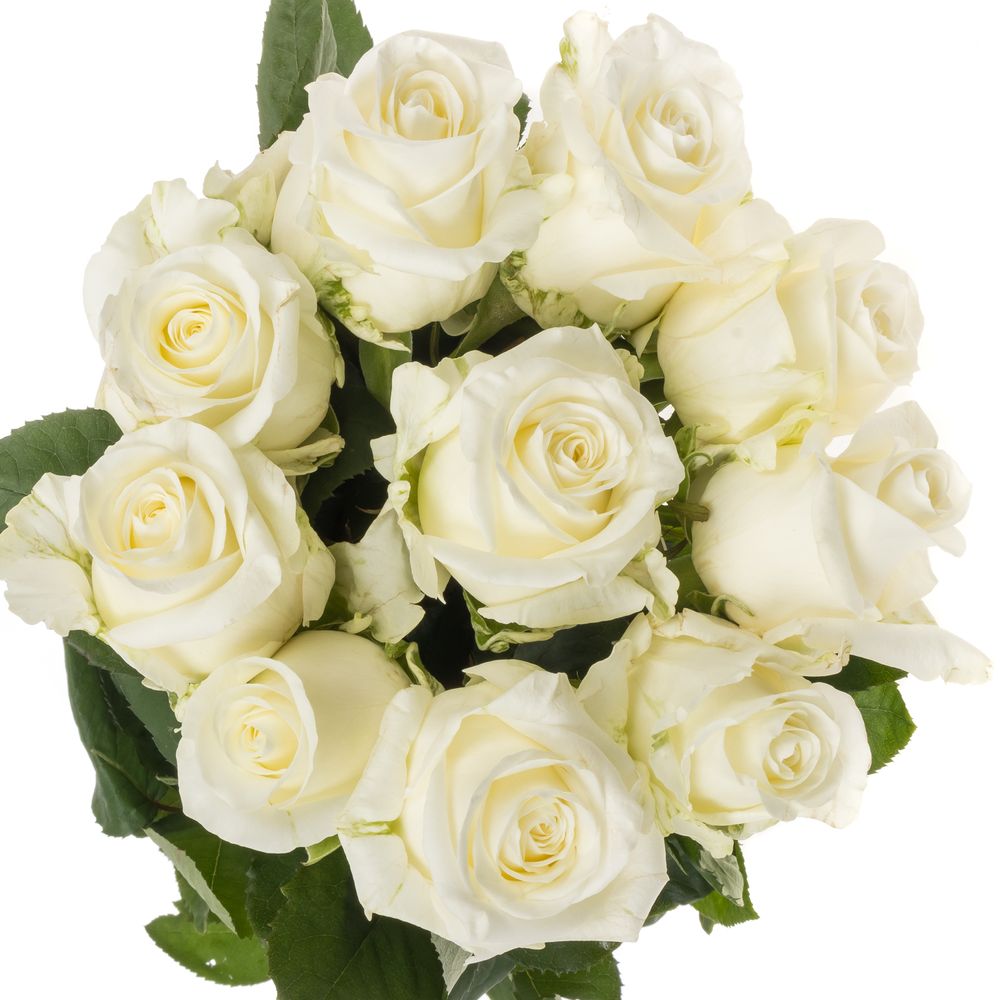 Rose weiss Noelia 80cm (Rosen Holland weisston) | Heyl ...