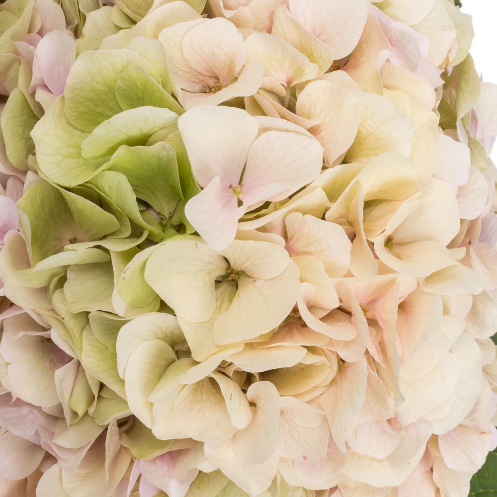 Hortensie Rosa Grn