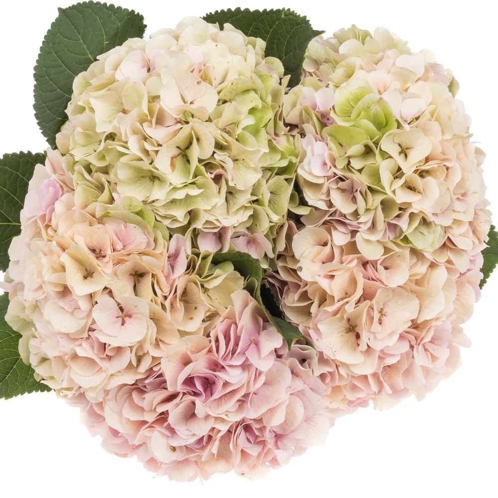 Hortensie Rosa Grn