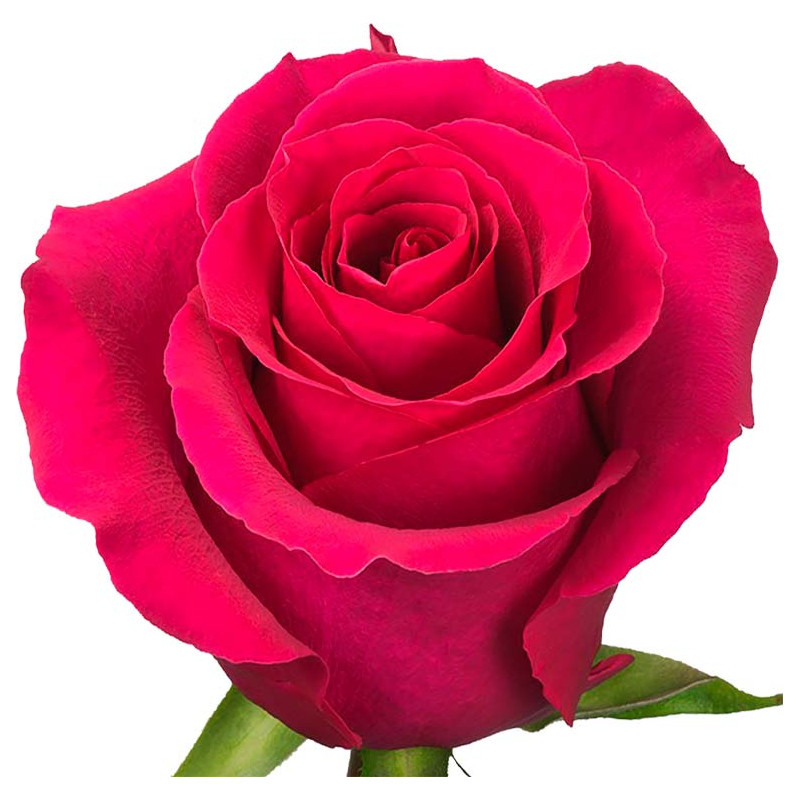 Rose rosa Gotcha (Ec) 50cm (Rosen Ecuador) | Heyl - Blumengroßhandel ...