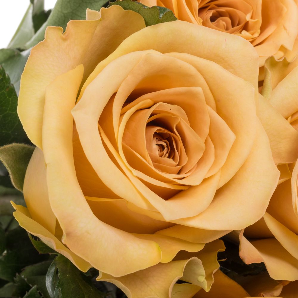 Salted Caramel 40cm (Rosen Import Orangeton) | Heyl - Blumengroßhandel ...