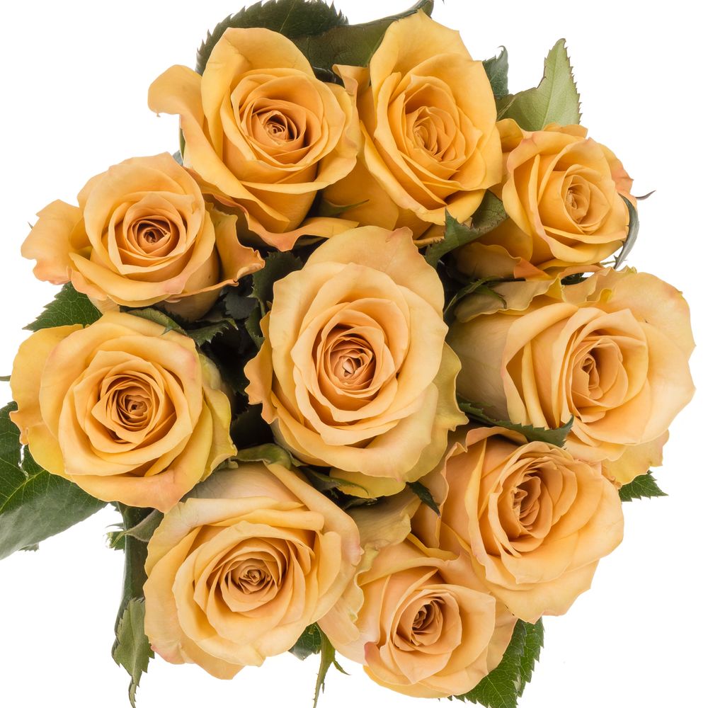 Salted Caramel 40cm (Rosen Import Orangeton) | Heyl - Blumengroßhandel ...