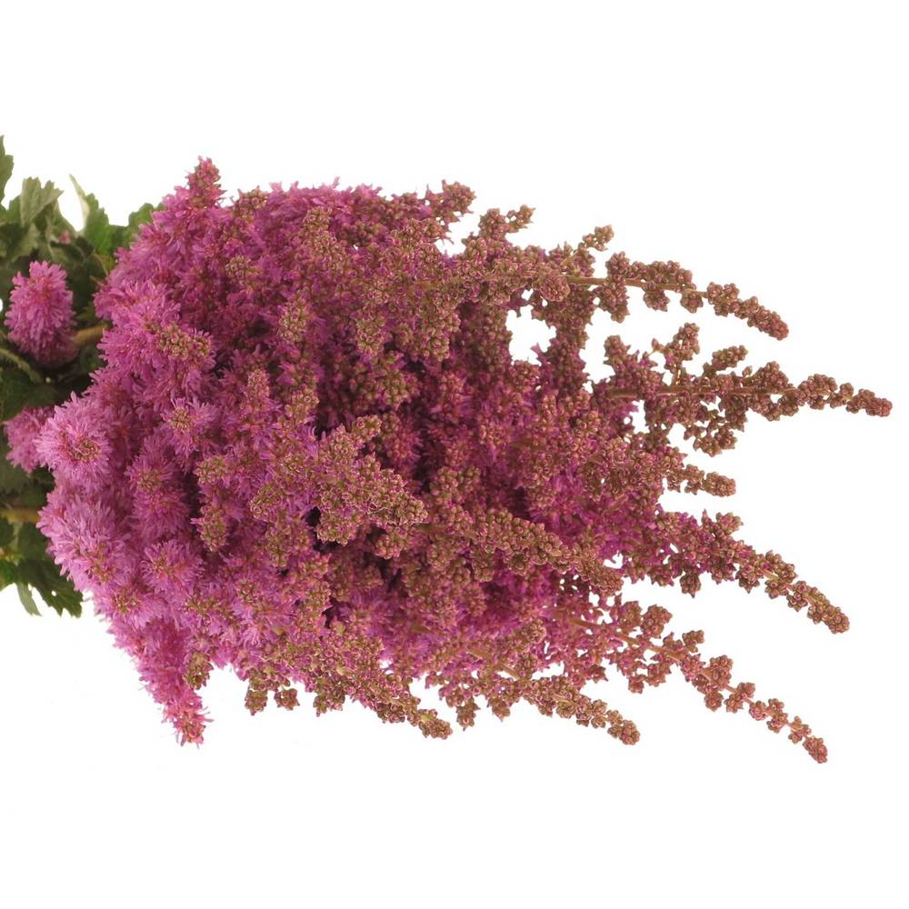 Spirea rosa Maggie Daley 55cm (Sonstige Arten Sommerblumen) | Heyl ...