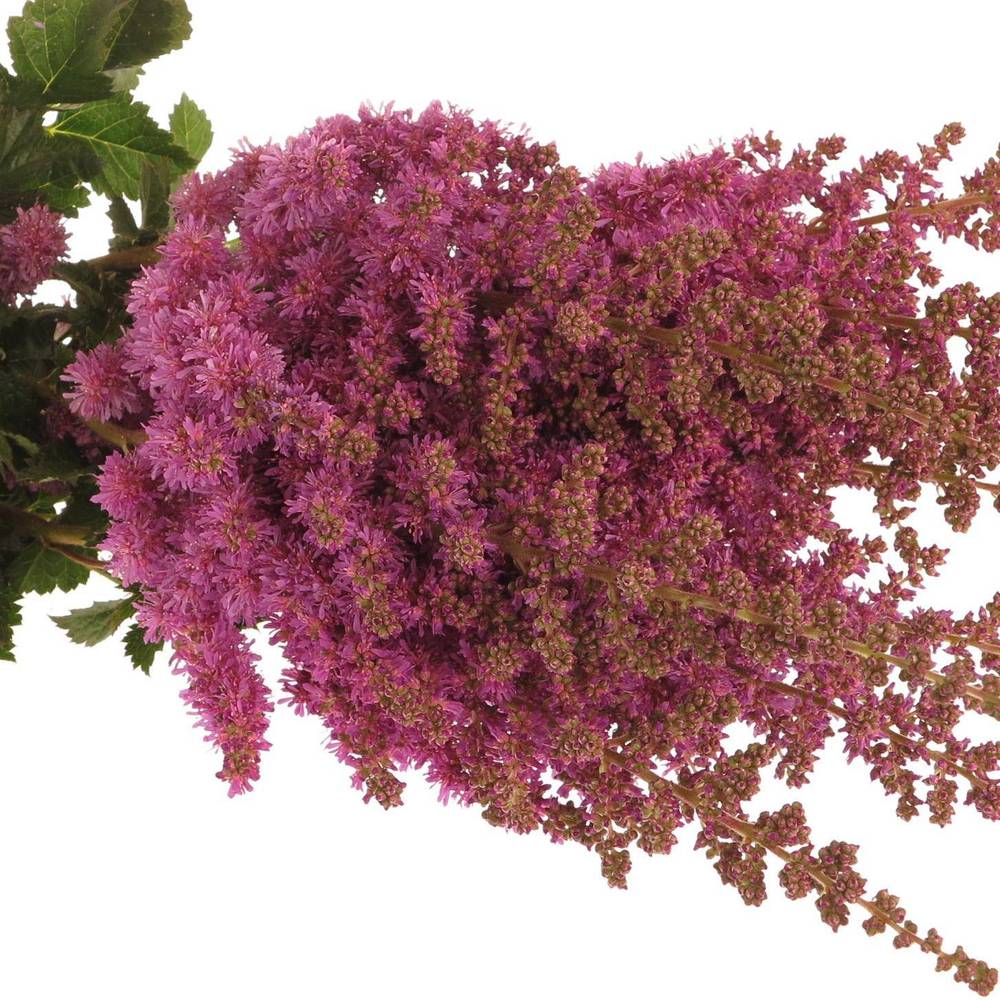 Spirea rosa Maggie Daley 55cm (Sonstige Arten Sommerblumen) | Heyl ...