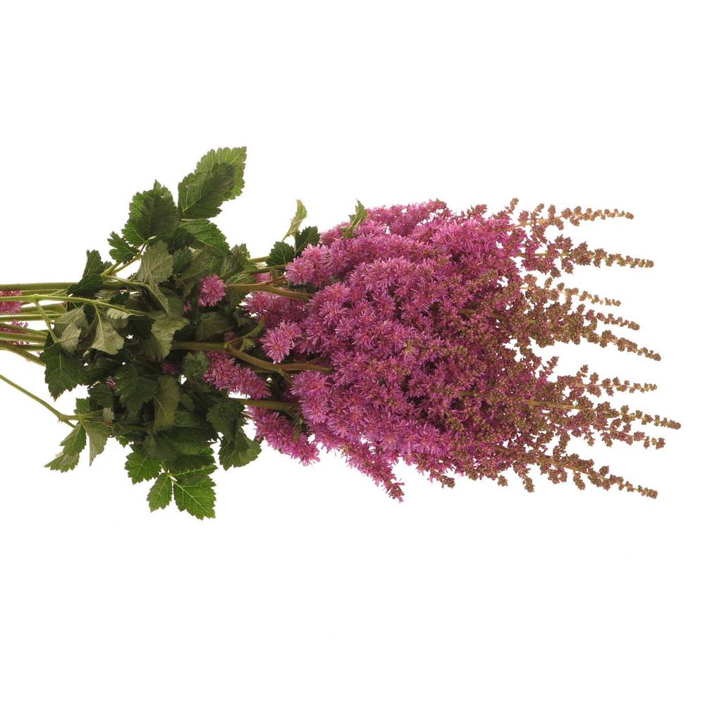 Spirea rosa Maggie Daley 55cm (Sonstige Arten Sommerblumen) | Heyl ...