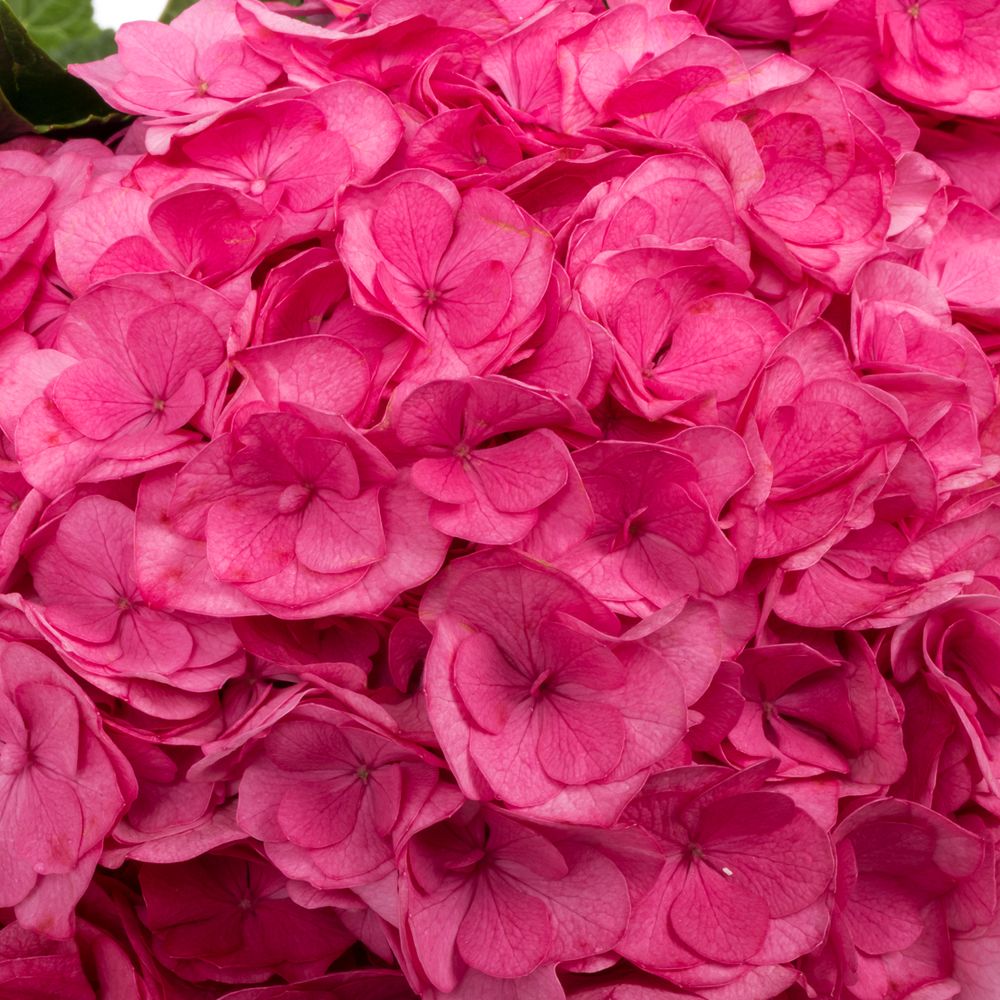 Hortensie dunkel rosa Anastacia Bol 16cm 80cm (Hortensien) | Heyl ...