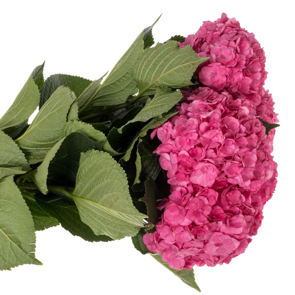 Hortensie dunkel rosa Anastacia Bol 16cm 80cm (Hortensien) | Heyl ...