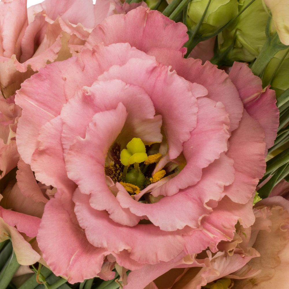 Lisianthus rosa Antica 5+Blute 70cm (Lisianthus) | Heyl ...