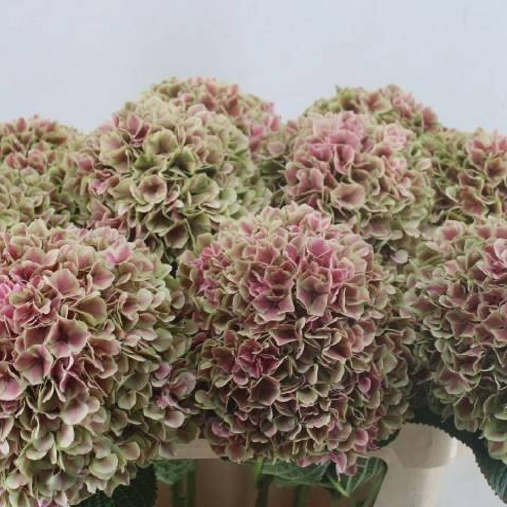 Hortensie Rosa Grun