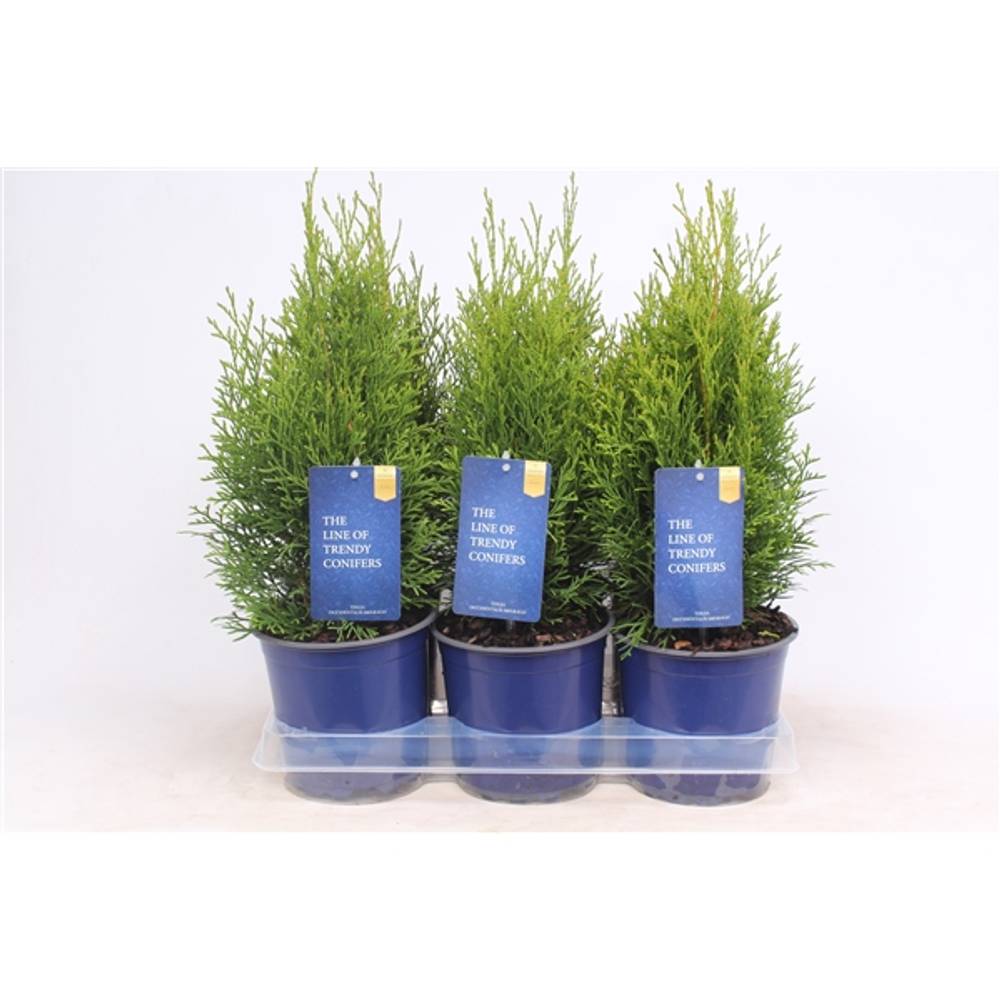 Thuja Smaragd T15 H50 (Koniferen) | Heyl - Blumengroßhandel ...