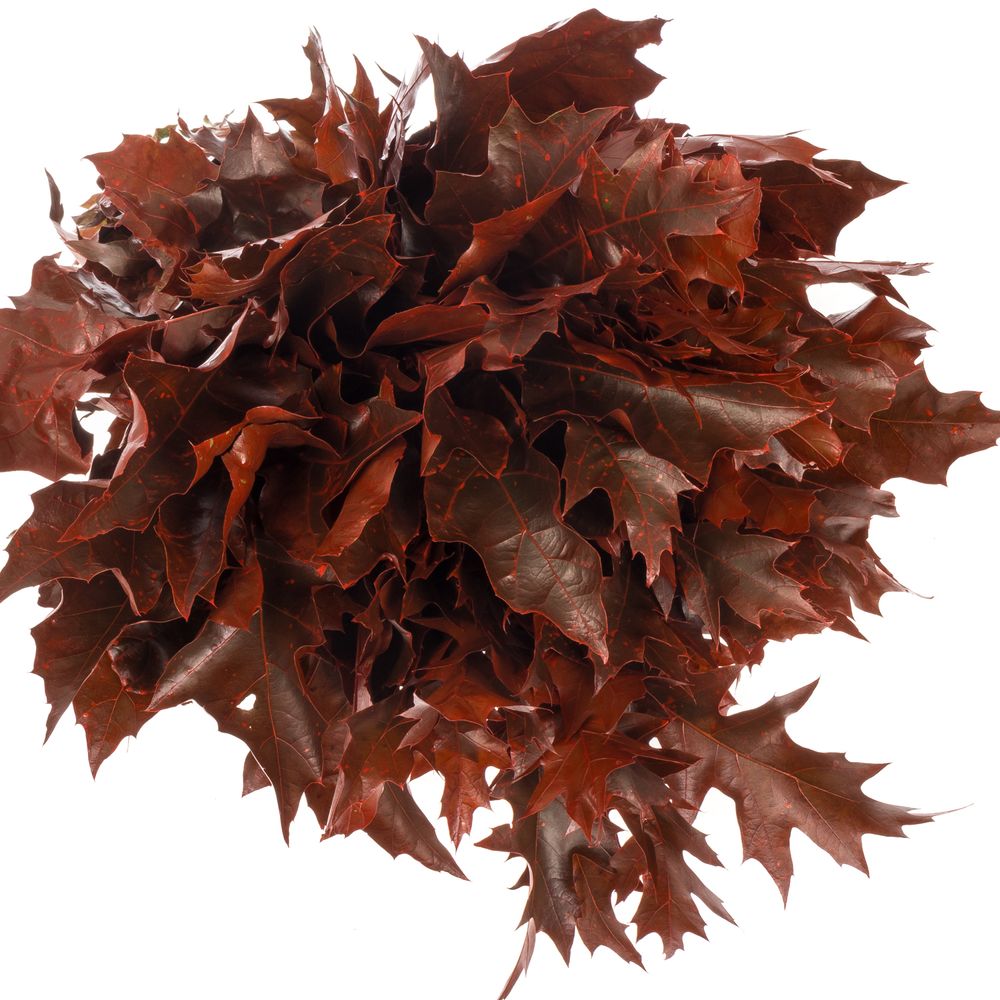 Eichenlaub rot gefärbt 60cm (Diversen gefärbt) | Heyl ...
