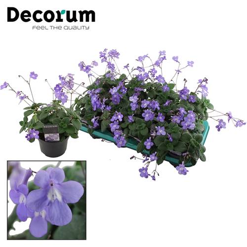 Streptocarpus Saxoru T13 H25 (Sonstige Arten Blühende Beet ...