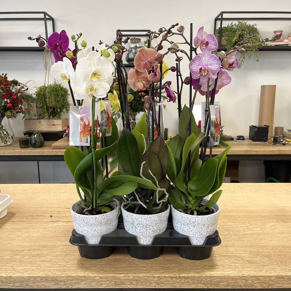 Phal.2-R mix im Dawn Pixel Topf weiss T12 H055 (Phalaenopsis mix) | Heyl - Blumengroßhandel ...