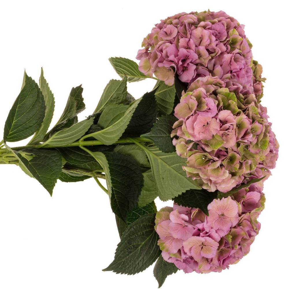 Hortensie Rosa Grn