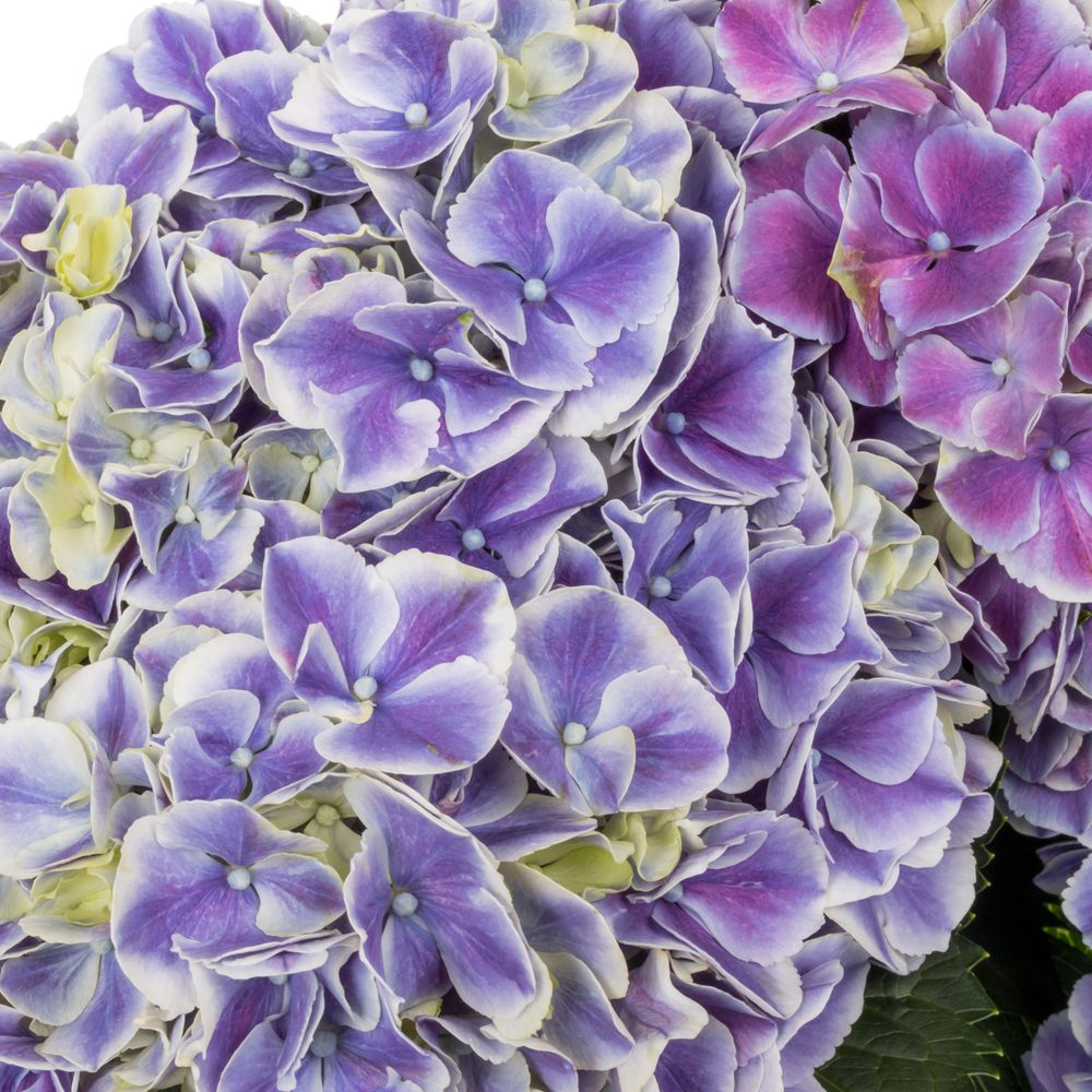 Hortensie blau/weiss My Rio Bol 18/20cm 60cm (Hortensien) | Heyl ...