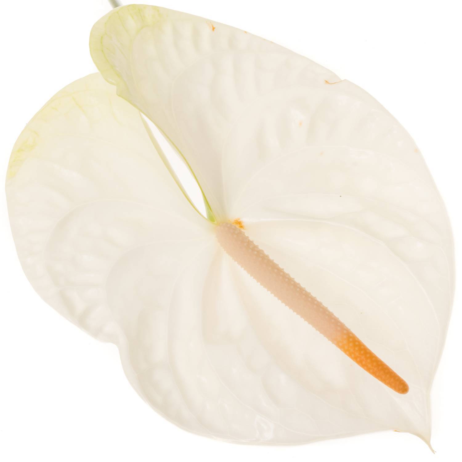 Anthurium weiss/grün Acropolis Blute 15cm (Anthurium) | Heyl ...