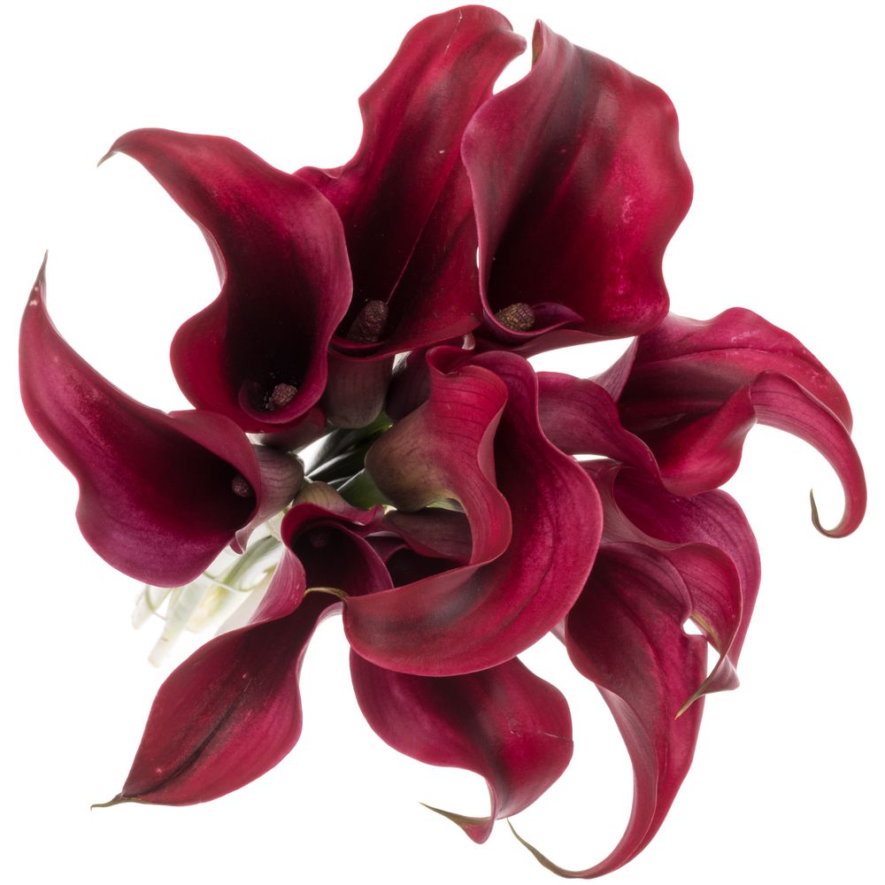 Product Calla Lila Rudolph 40Cm - Heyl