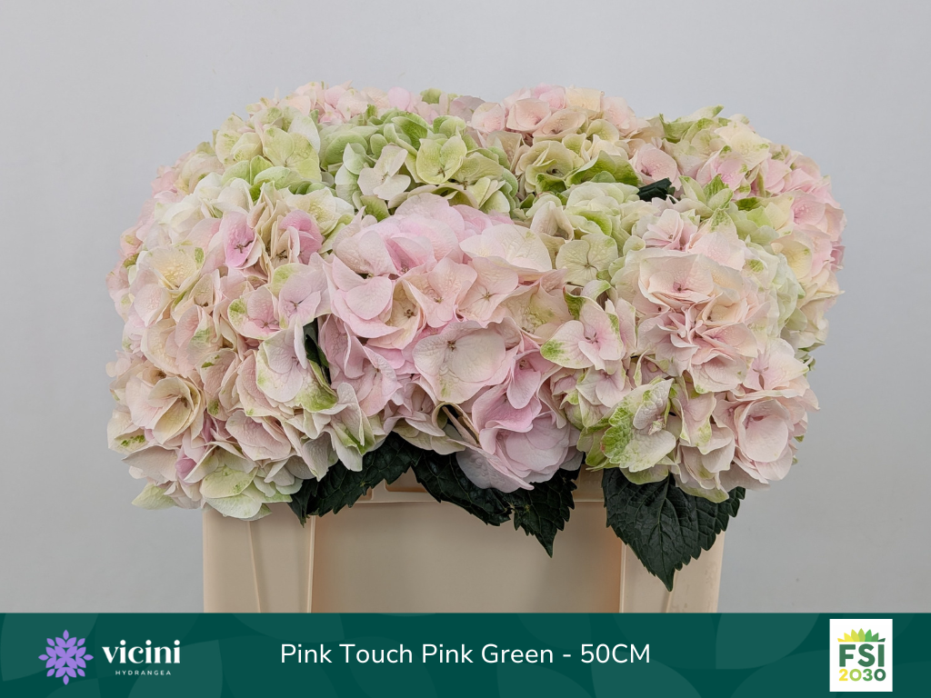 Hortensie hellrosa/hellgrün Pinktouch cl Bol 18cm 50cm (Hortensien ...