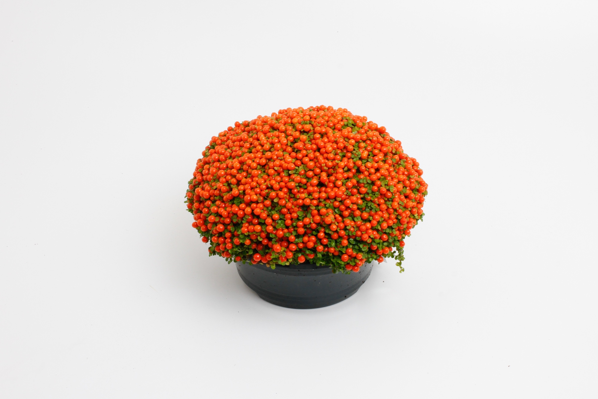 Product Nertera Gran. Astrid T17 H020 - Heyl