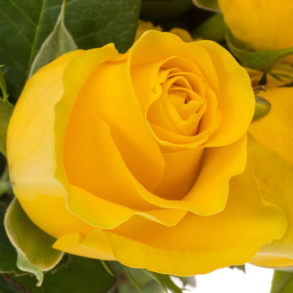 Rose gelb Brighton x10 (Ec) 50cm (Rosen Ecuador) | Heyl ...