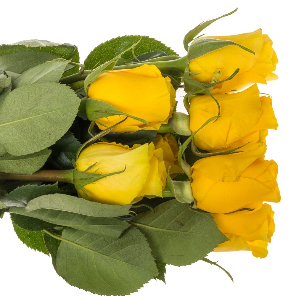 Rose gelb Brighton x10 (Ec) 50cm (Rosen Ecuador) | Heyl ...