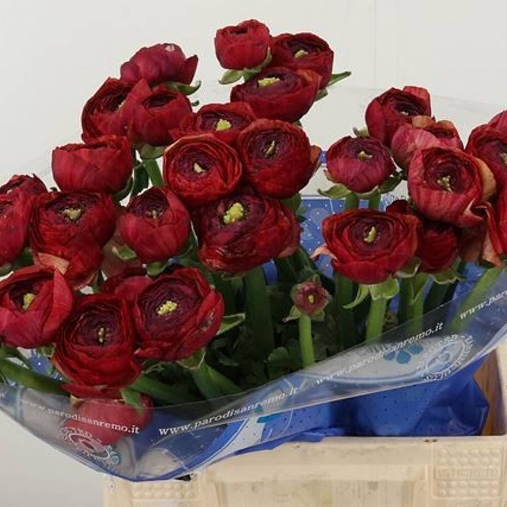 Ranunkel rot Success Tango 40cm x 30 (Ranunkeln) | Heyl ...
