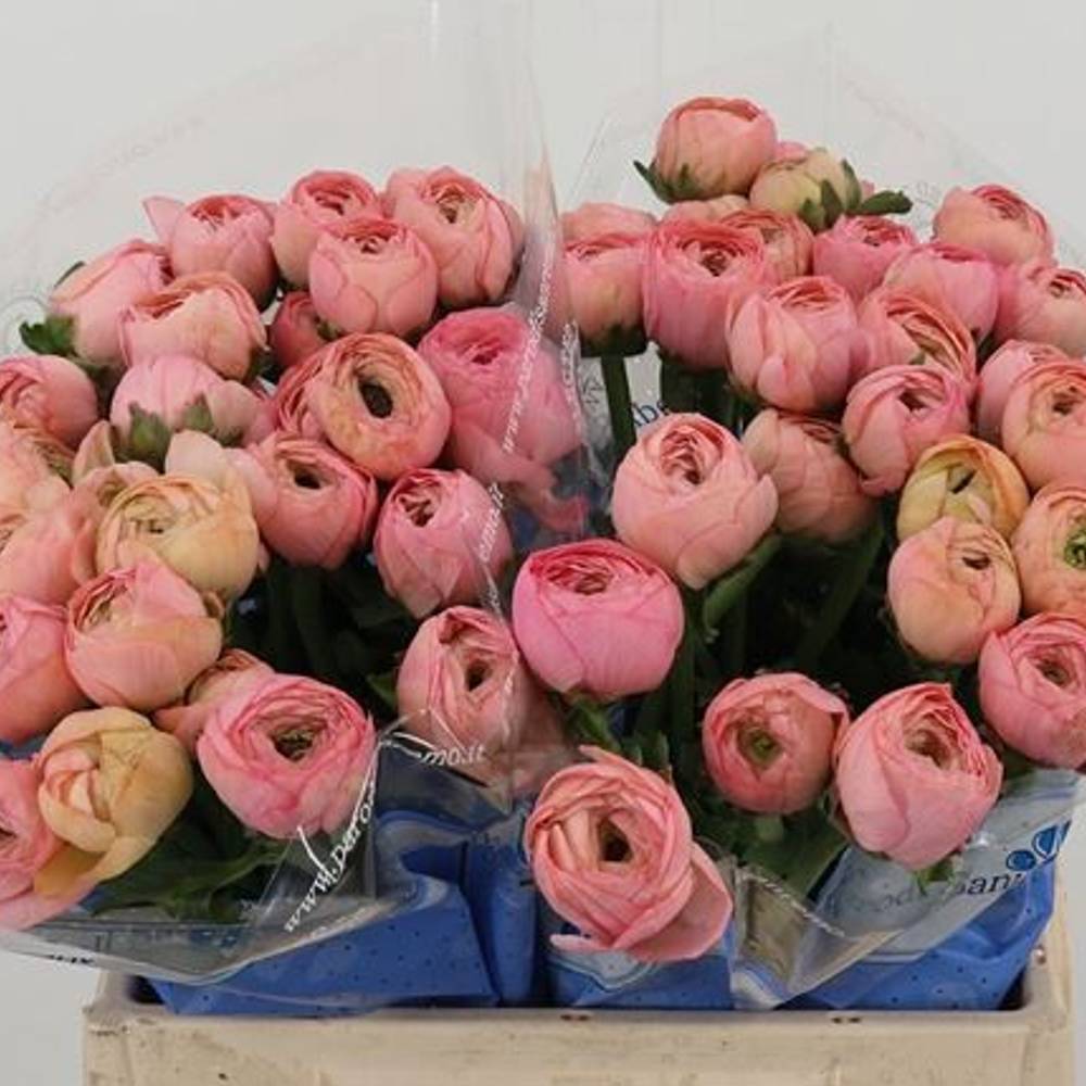 Ranunkel hell rosa-lachs Success Venere 40cm x 30 (Ranunkeln) | Heyl ...