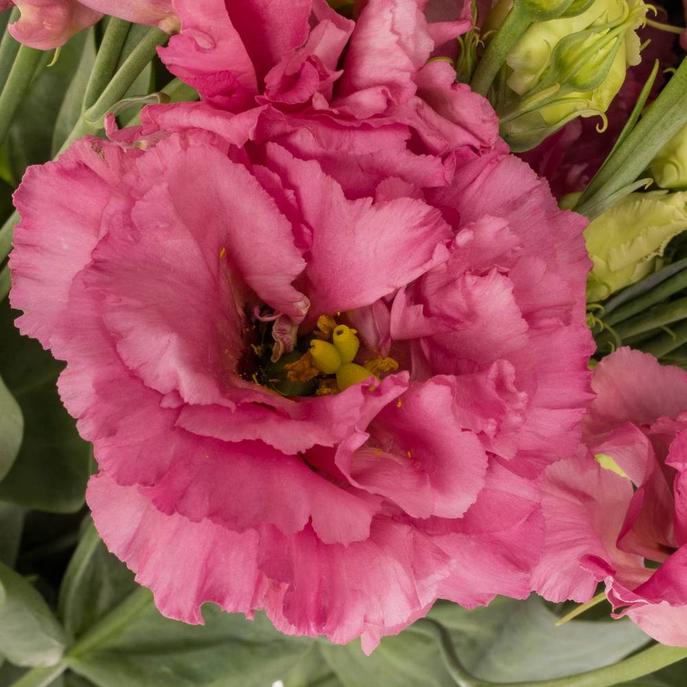 Lisianthus rosa pink Alissa waalzicht (Lisianthus) | Heyl ...
