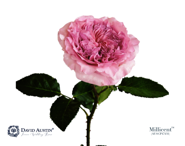 Rose rosa David Austin Millicent 50cm (Parfum Flowers Gartenrosen ...