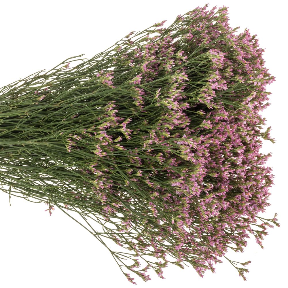 Limonium rosa Anouchka 15 Gramm 60cm (Limonium & Statice) | Heyl ...