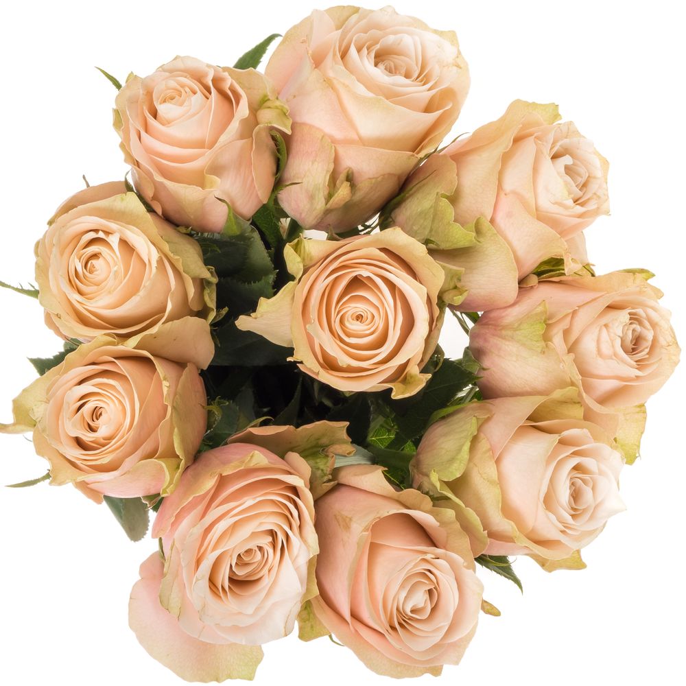 Rose apricot Lady Cava 60cm (Rosen orangeton) | Heyl - Blumengroßhandel ...