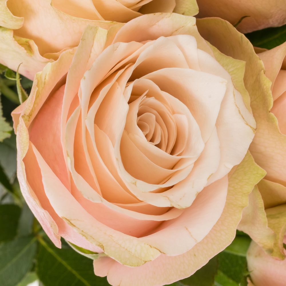 Rose apricot Lady Cava 60cm (Rosen orangeton) | Heyl - Blumengroßhandel ...