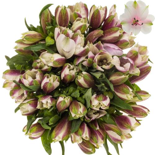 Alstromerie rosa Lancaster 70 gram 75 cm (Alstroemerien) | Heyl ...