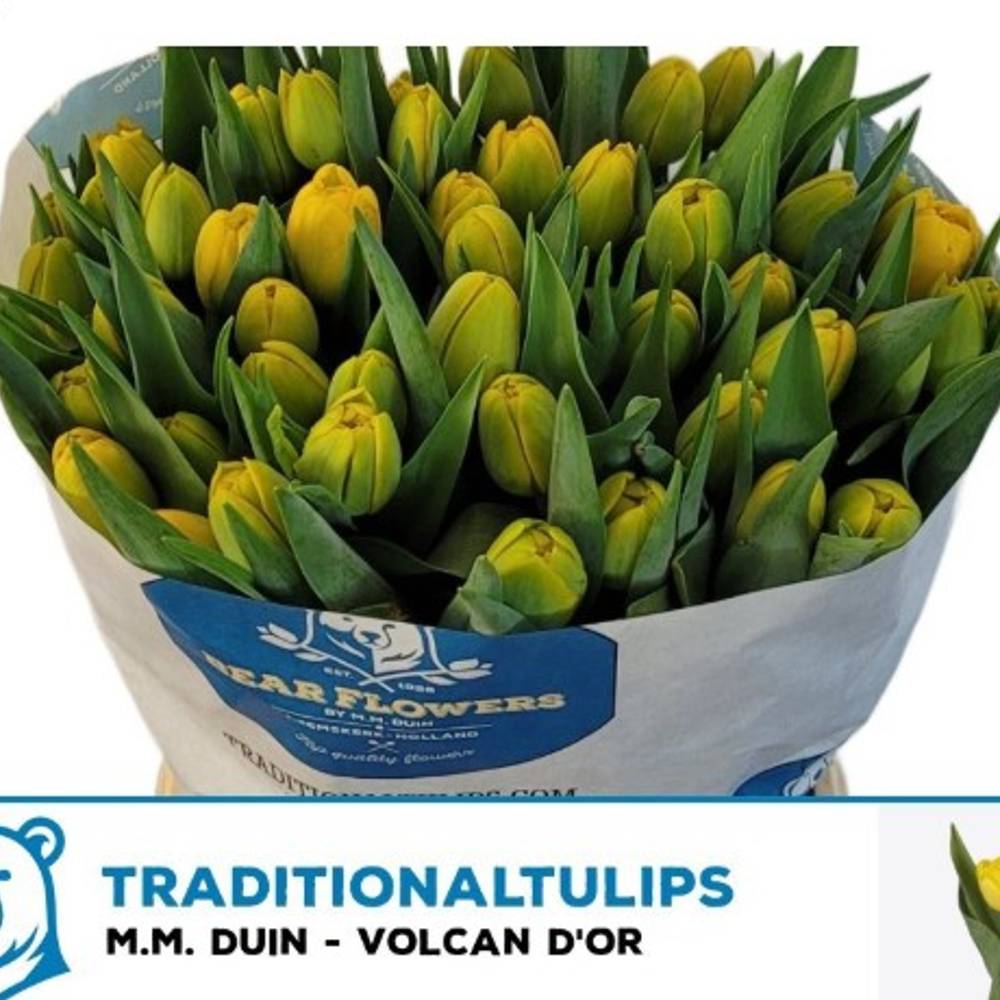 Tulp dubbel Volcan d'or 48 Gramm (Tulpen) | Heyl - Blumengroßhandel ...