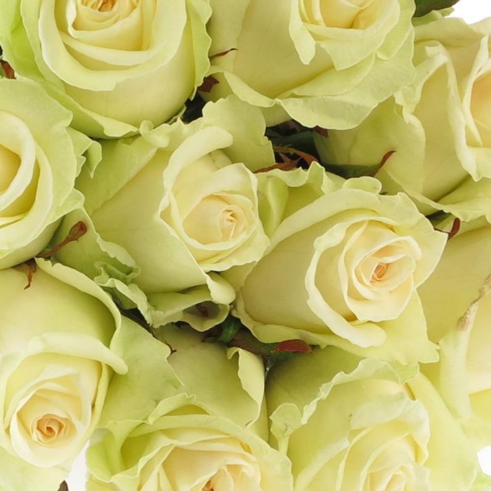 Rose weiss Dolomiti 80cm (Rosen Holland Weisston) | Heyl ...