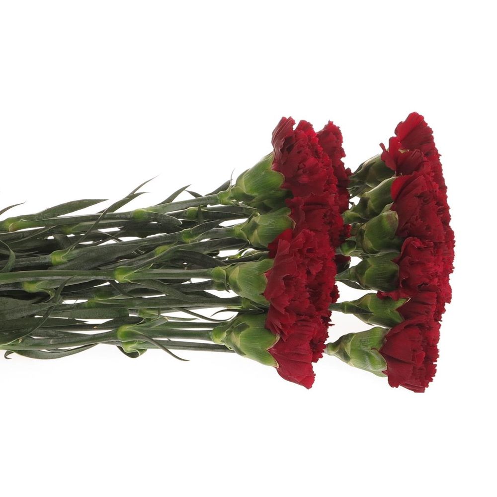 Nelken rot bordxeaux Zurigo 70cm (Nelken Import) | Heyl ...