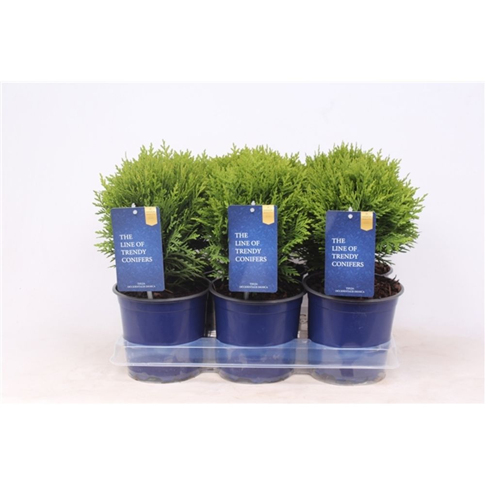 Thuja Occidentalis Danica T15 H030 (Koniferen) | Heyl ...