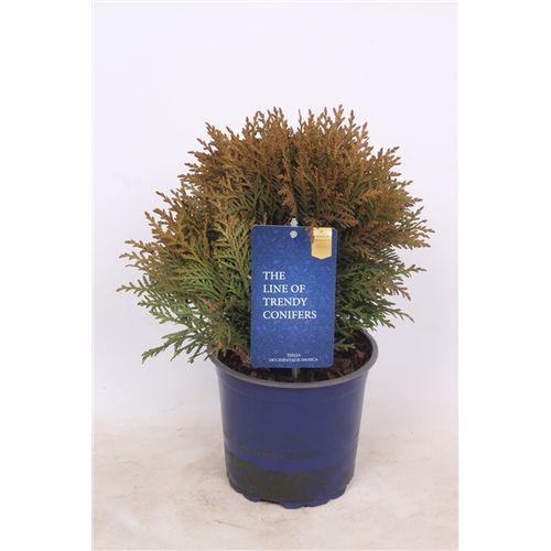 Thuja Occidentalis Danica T15 H030 (Koniferen) | Heyl ...