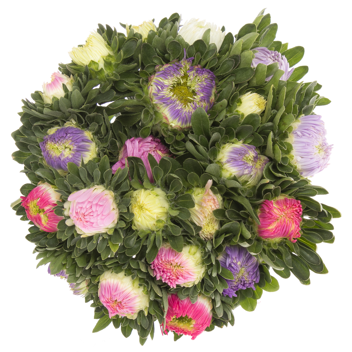 Product Aster Matador mix Ex 40cm - Heyl