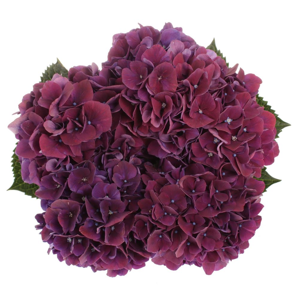 Hortensie dunkel lila Ruby Bol 14-16cm 40cm (Hortensien) | Heyl ...