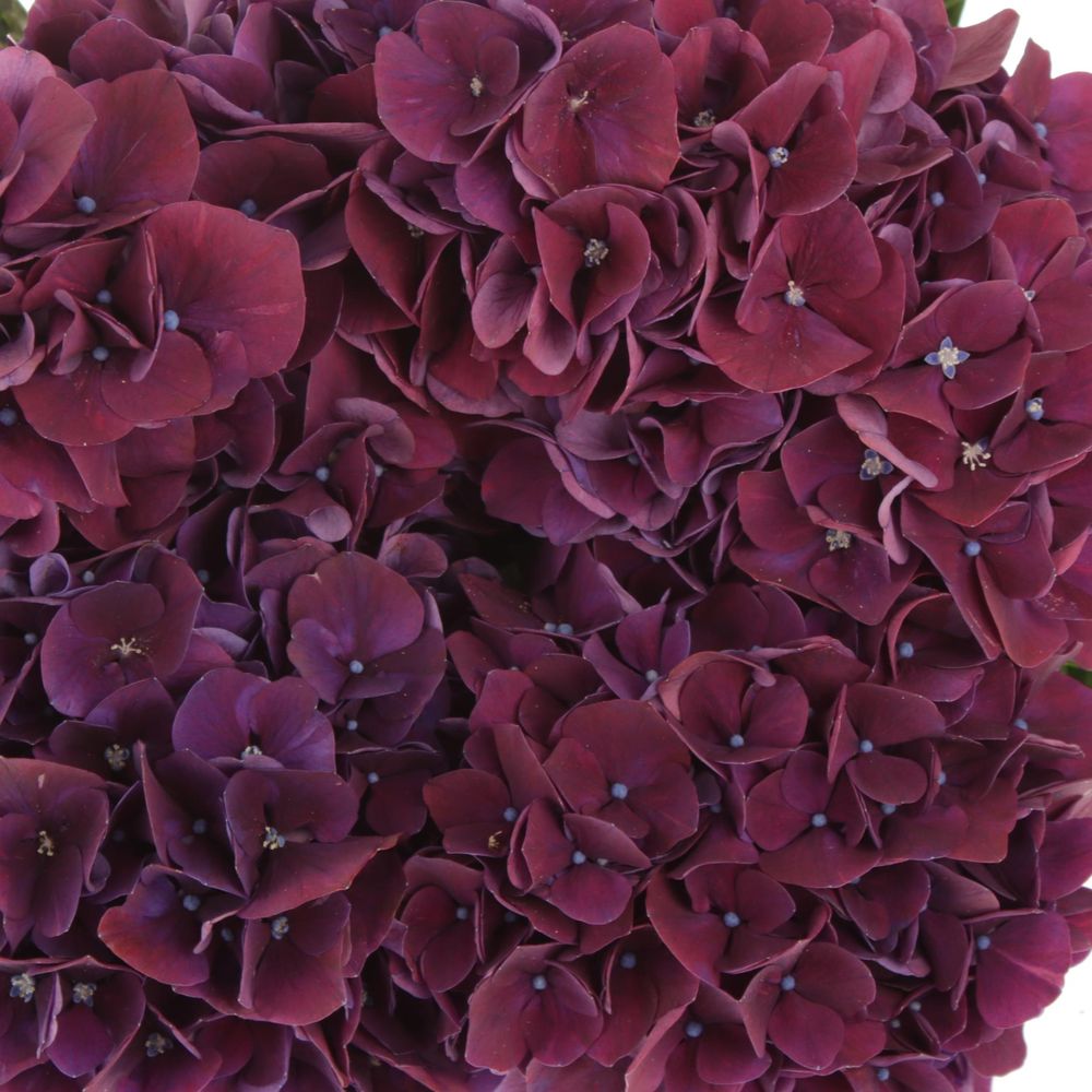 Hortensie dunkel lila Ruby Bol 14-16cm 40cm (Hortensien) | Heyl ...