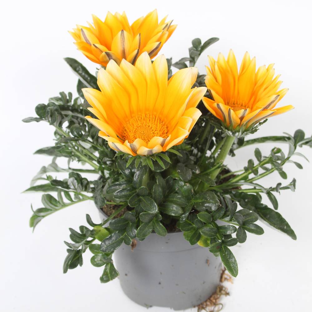 Gazania orange Rigens Sunny Side Up T12 H022 (Sonstige Arten Blühende ...
