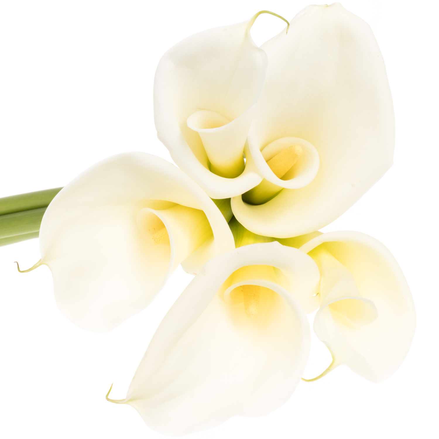 Calla weiss Colombe 90cm grossblütig (Calla ) | Heyl - Blumengroßhandel ...