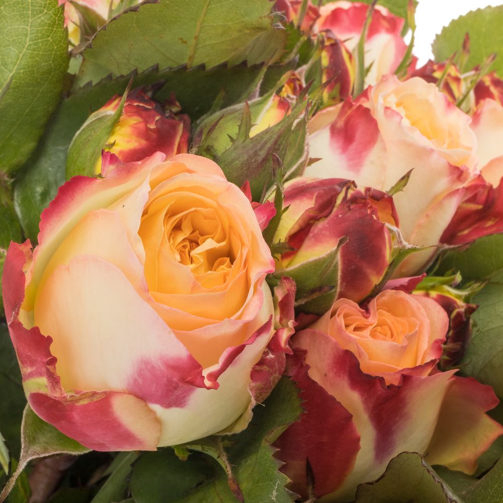 Rose rot/creme Freiland Simsalabim 6+Bl.40cm (Freiland-rosen) | Heyl ...