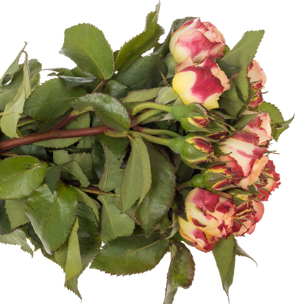 Rose rot/creme Freiland Simsalabim 6+Bl.40cm (Freiland-rosen) | Heyl ...