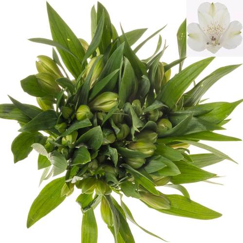 Alstroemerie weiss Icy Mist 75 Gramm 75cm (Alstroemerien) | Heyl - Blumengroßhandel ...