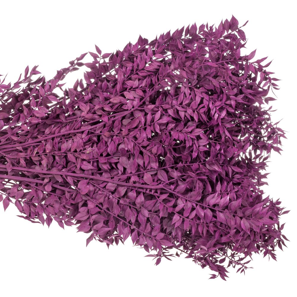 Wilder Ruskus lila gefärbt 70cm (Diversen Gefärbt) | Heyl ...