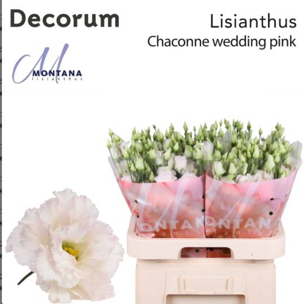 Lisianthus rosa Chaconne Wedding 5+Blüte 70cm (Lisianthus) | Heyl ...