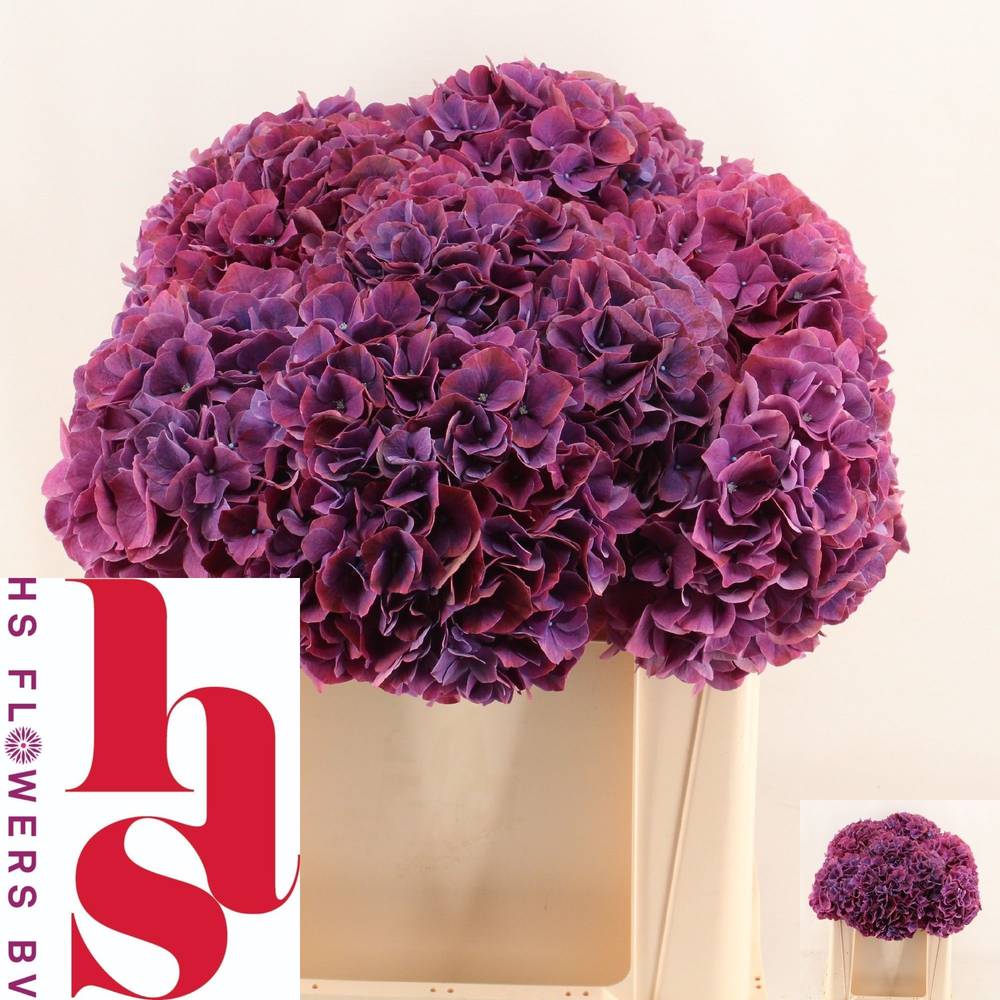 Hortensie dunkel lila Pink Ruby Bol 14cm 50cm (Hortensien) | Heyl ...