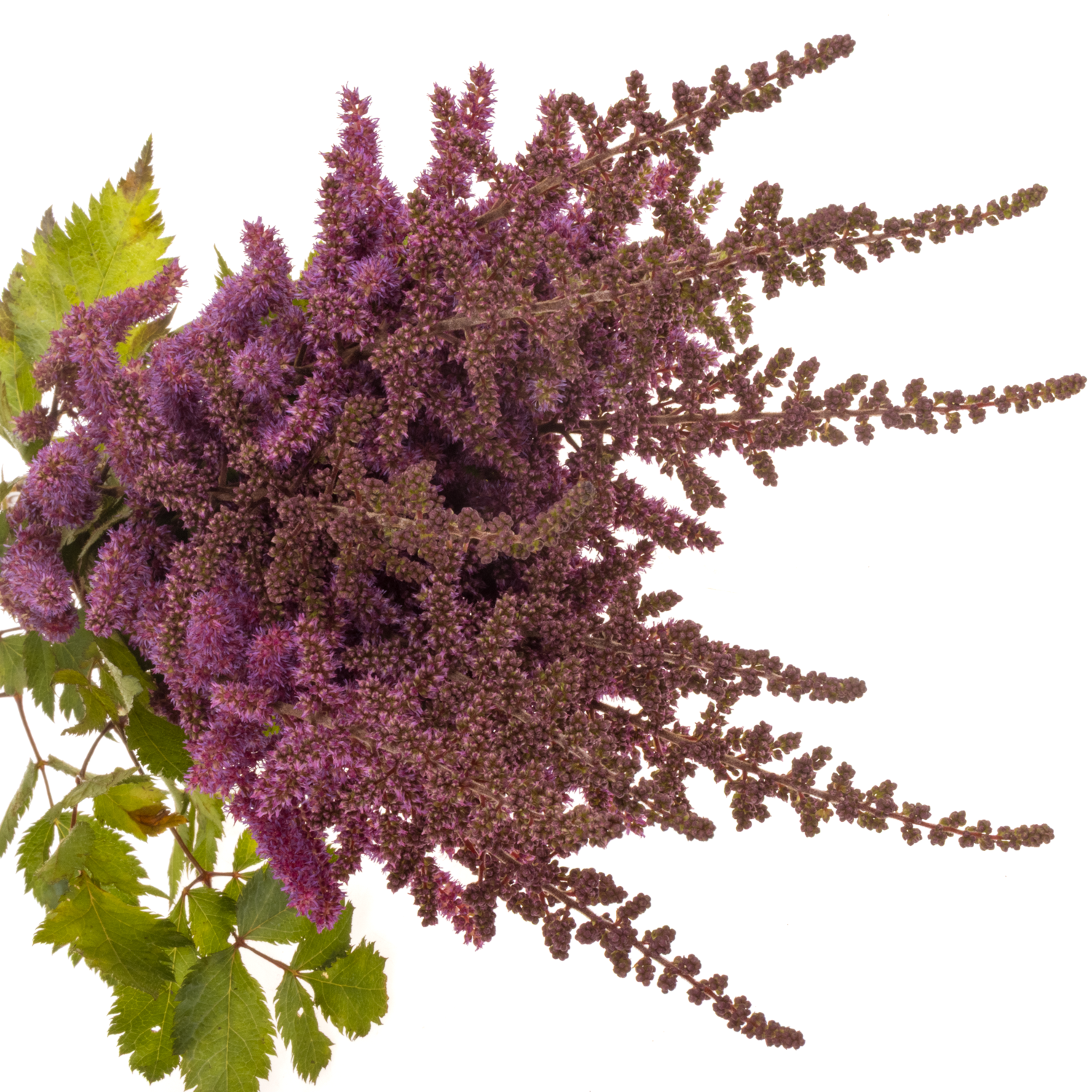 Spirea rosa Maggie Daley 70cm (Sonstige Arten Sommerblumen) | Heyl ...